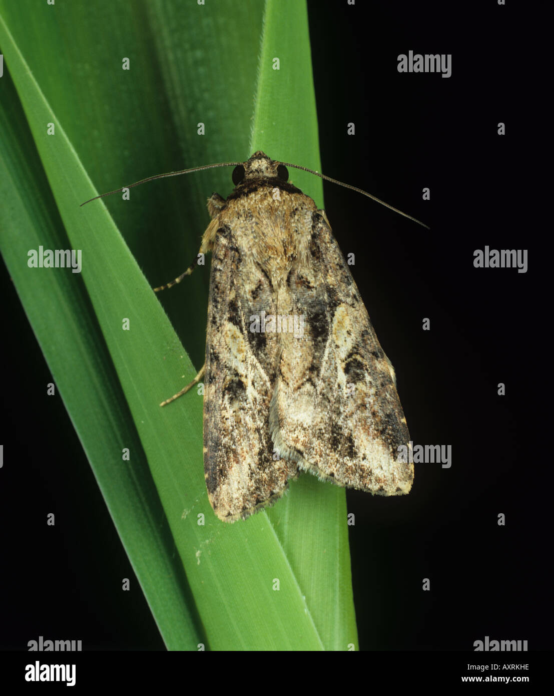 African armyworm spodoptera exempta hi-res stock photography and images ...
