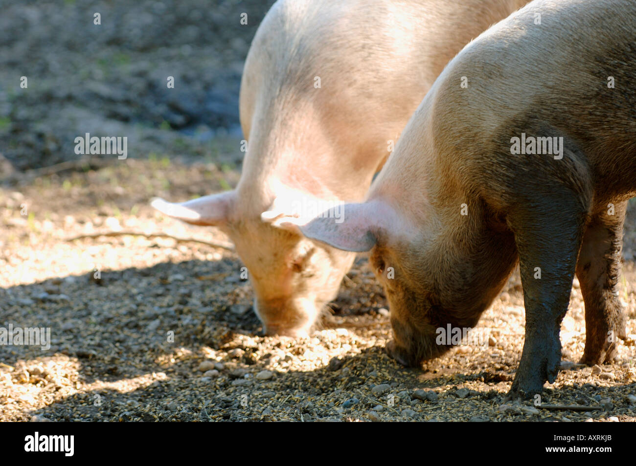 Young pigs eating Stock Photo - Alamy