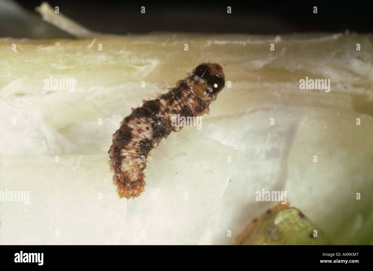 Young spiny bollworn Earias vitella caterpillar in damaged cotton boll ...