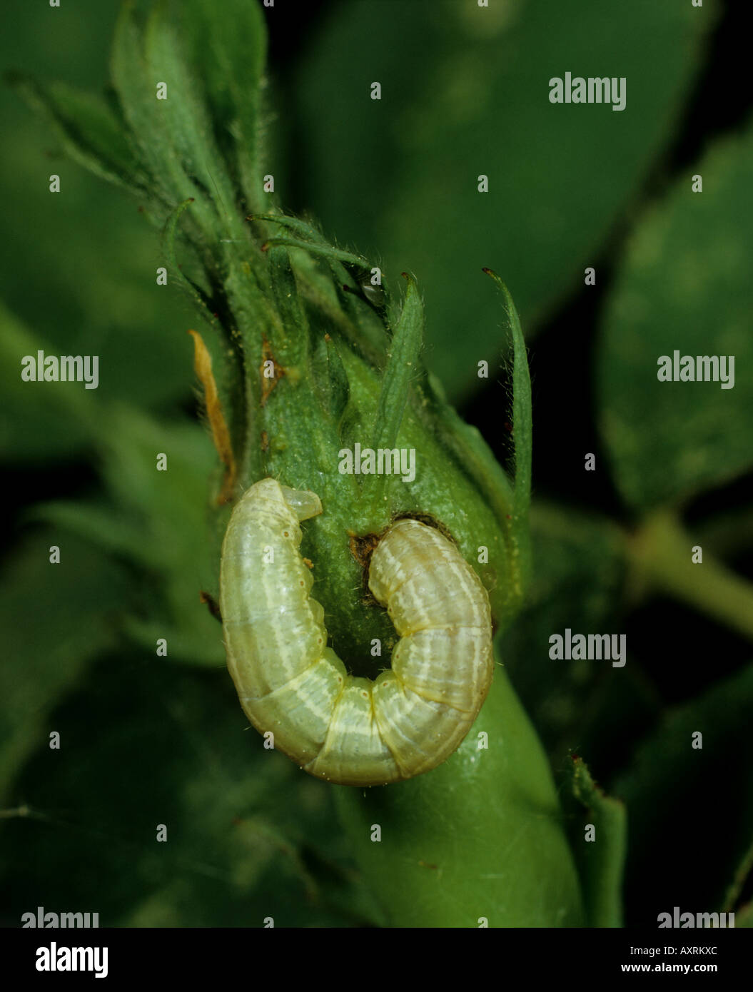 Winter moth caterpillar hi-res stock photography and images - Alamy