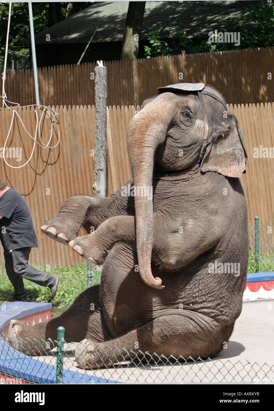 Elephant stool hi-res stock photography and images - Alamy