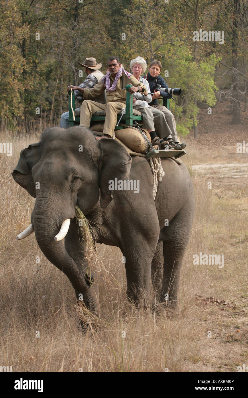Indian elephant carrying tourists in Bandhavgarh NP India Stock Photo ...