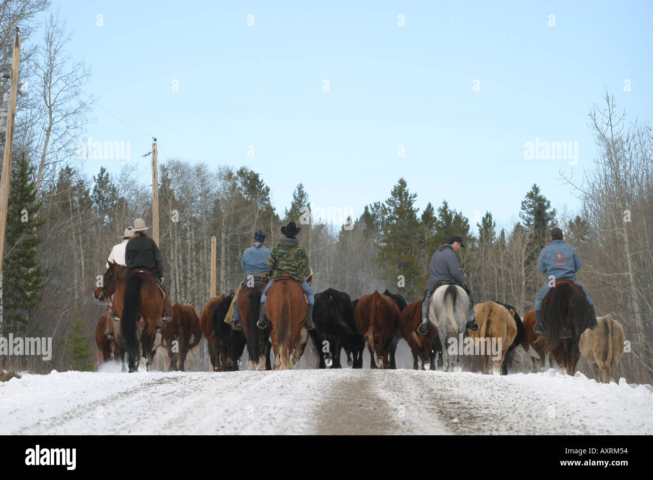 Cowboys cattle range hi-res stock photography and images - Alamy