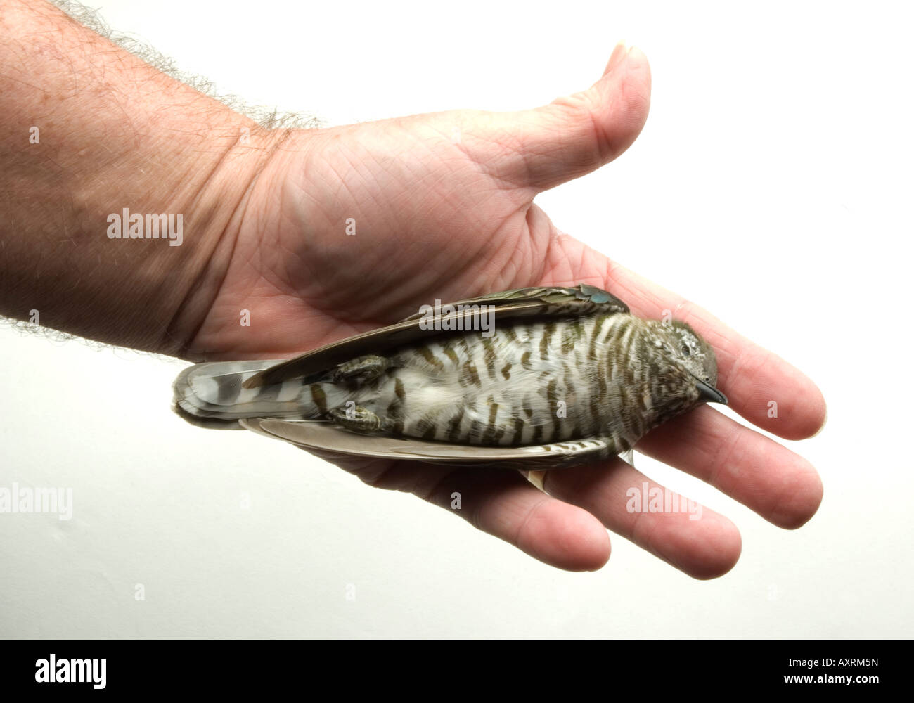 Dead bird in hand hi-res stock photography and images - Alamy