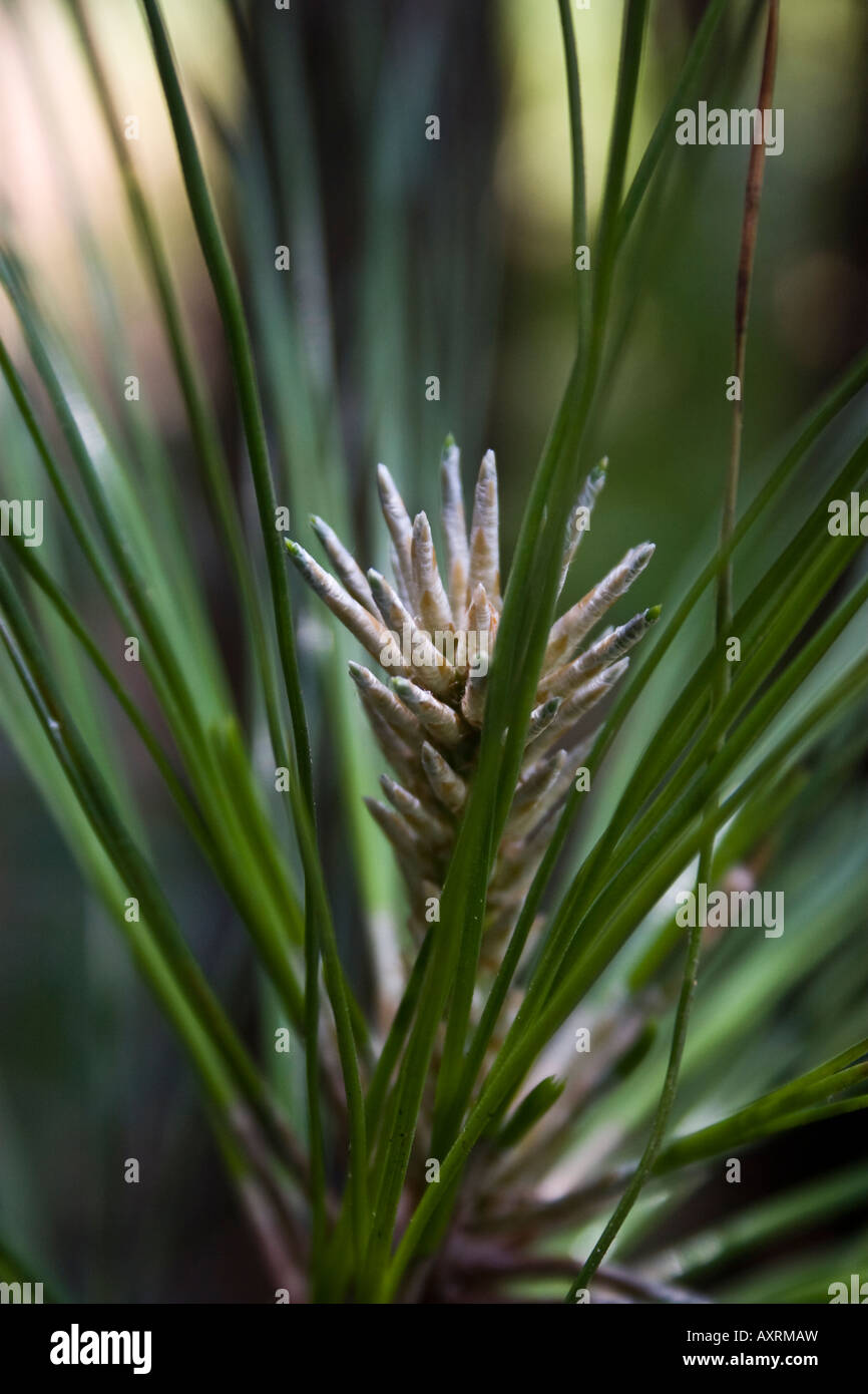 Microstrobilus hi-res stock photography and images - Alamy