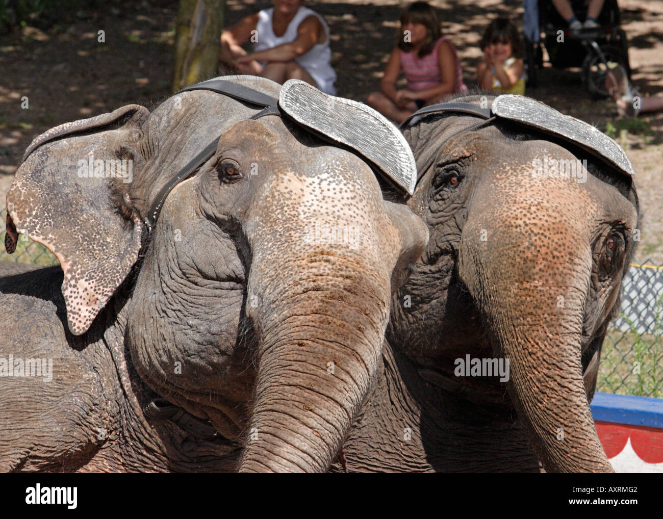 Elephants lying down Stock Photo - Alamy