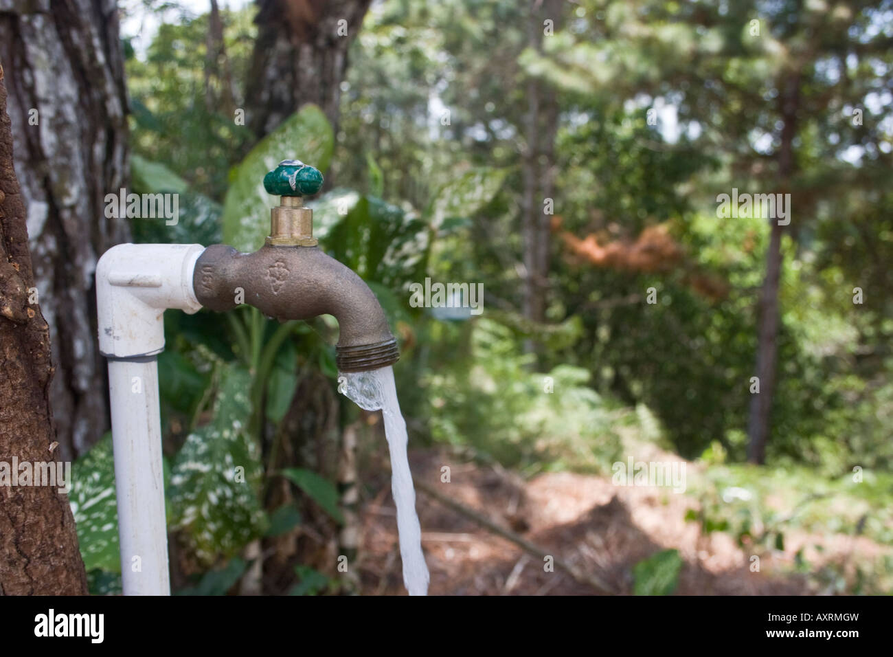 Open faucet in the woods Cerro Azul Republic of Panama Stock Photo - Alamy