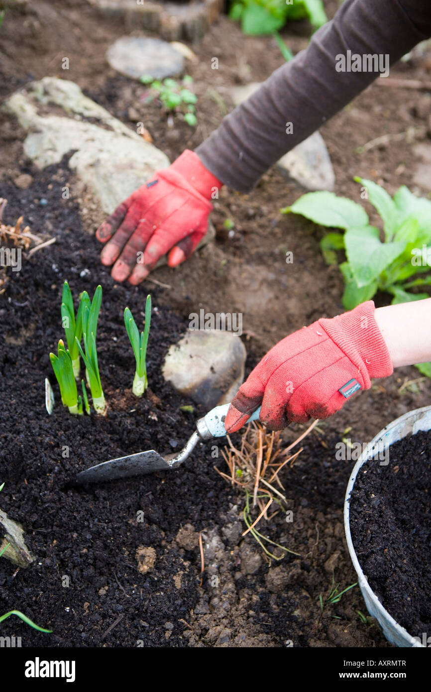 Planting up spring bed hi-res stock photography and images - Alamy