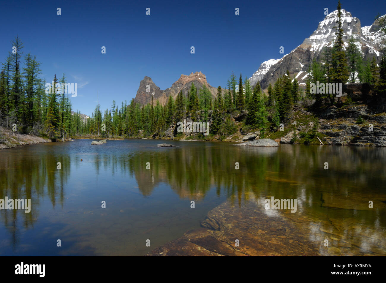 Opabin Plateau at Lake O'Hara in Yoho National Park, Canada Stock Photo ...