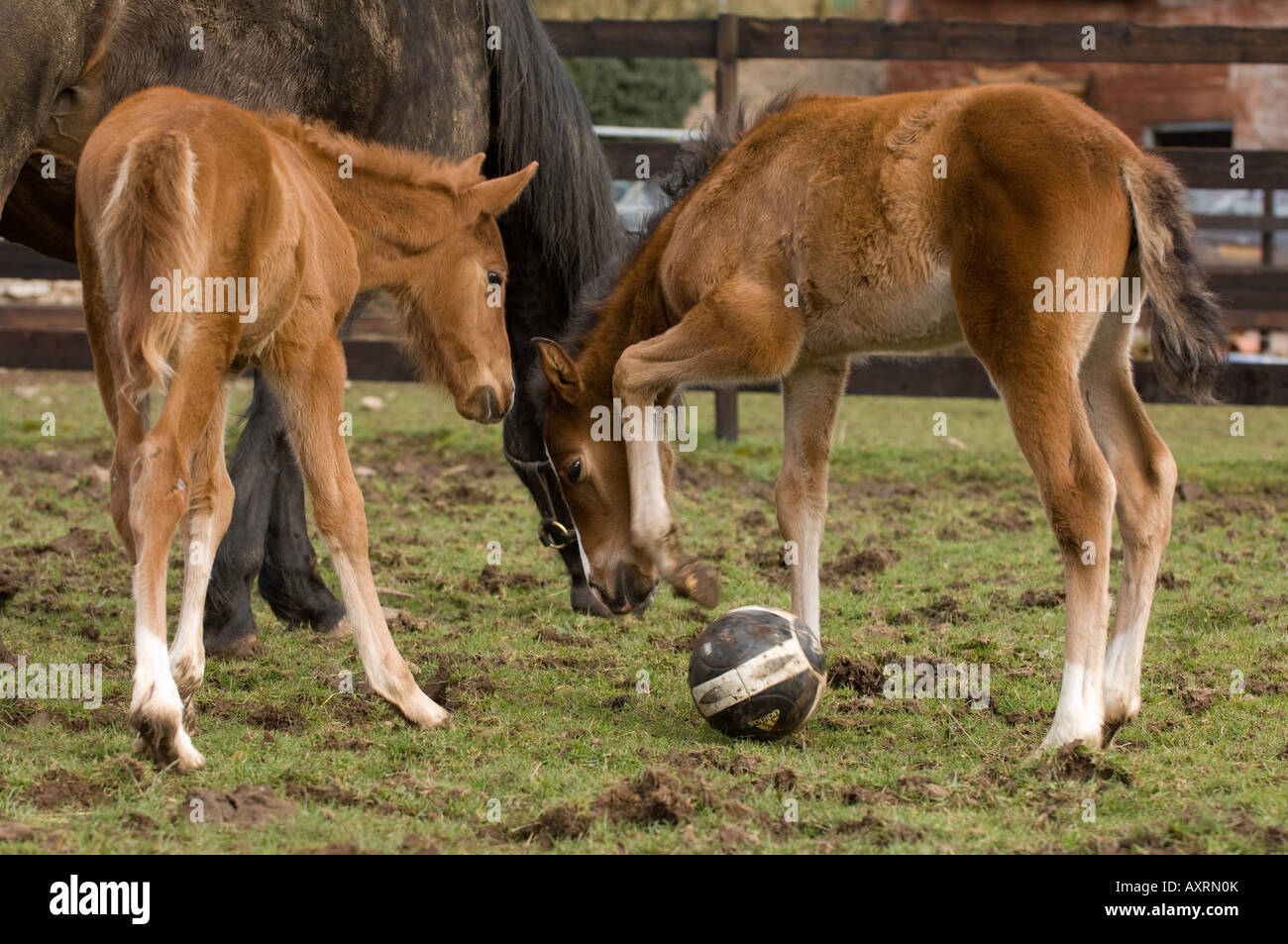Twin foals playing with a football in paddock Cumbria Stock Photo - Alamy