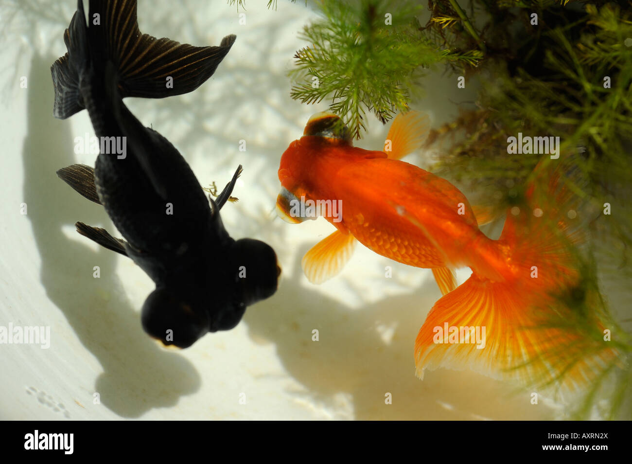 Goldfish tail hi-res stock photography and images - Alamy