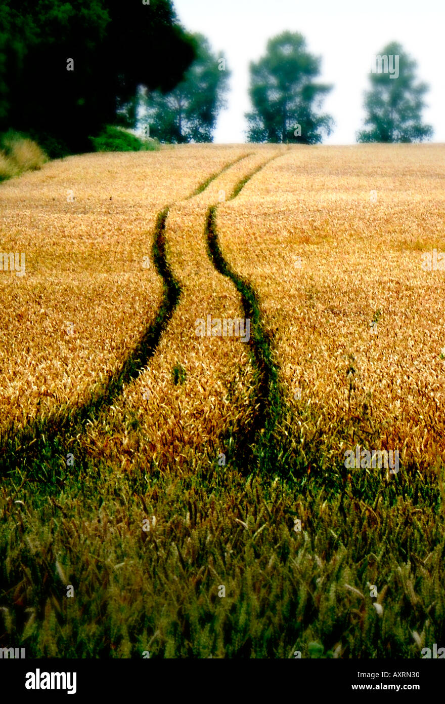 corn field Broome Suffolk Stock Photo - Alamy