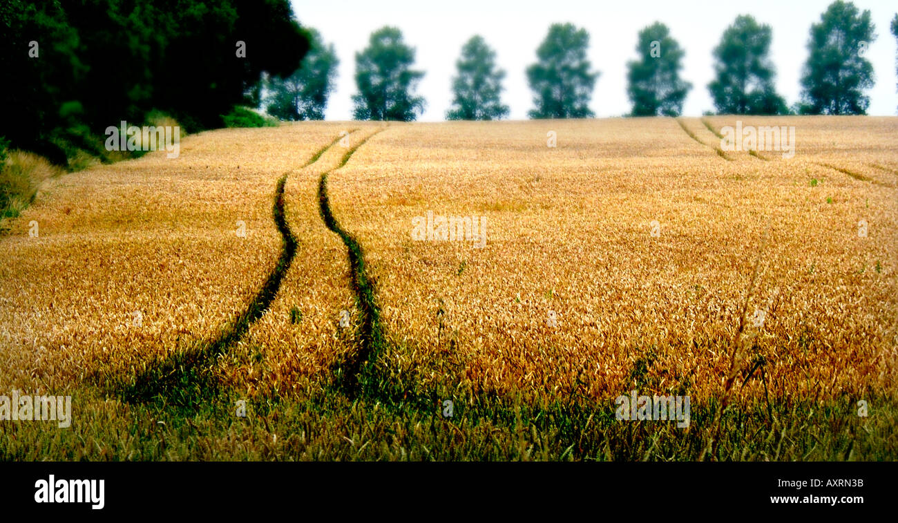 corn field Broome Suffolk Stock Photo - Alamy