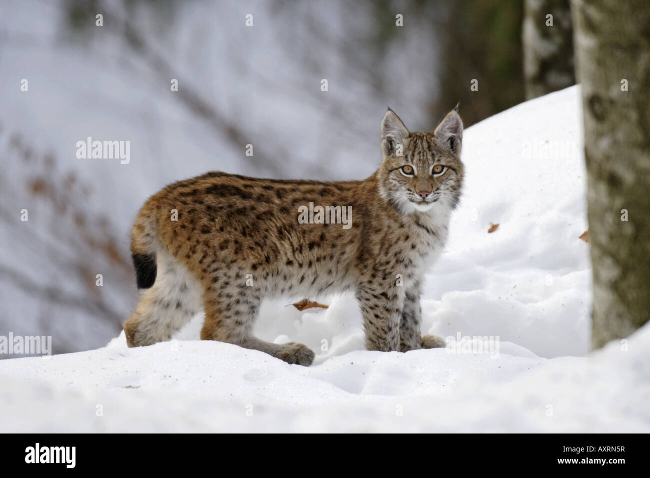 Luchs baum hi-res stock photography and images - Alamy