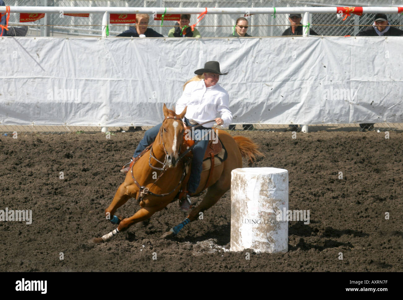 Rodeo , Alberta, Canada, Barrel racing. competing in a fast and furious ...