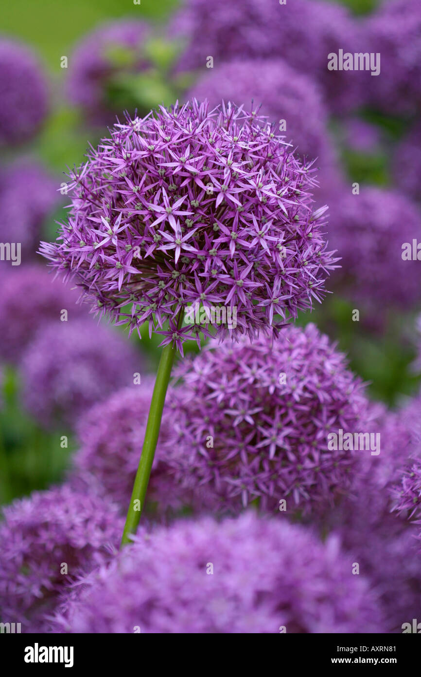 Globemaster’ alium hi-res stock photography and images - Alamy
