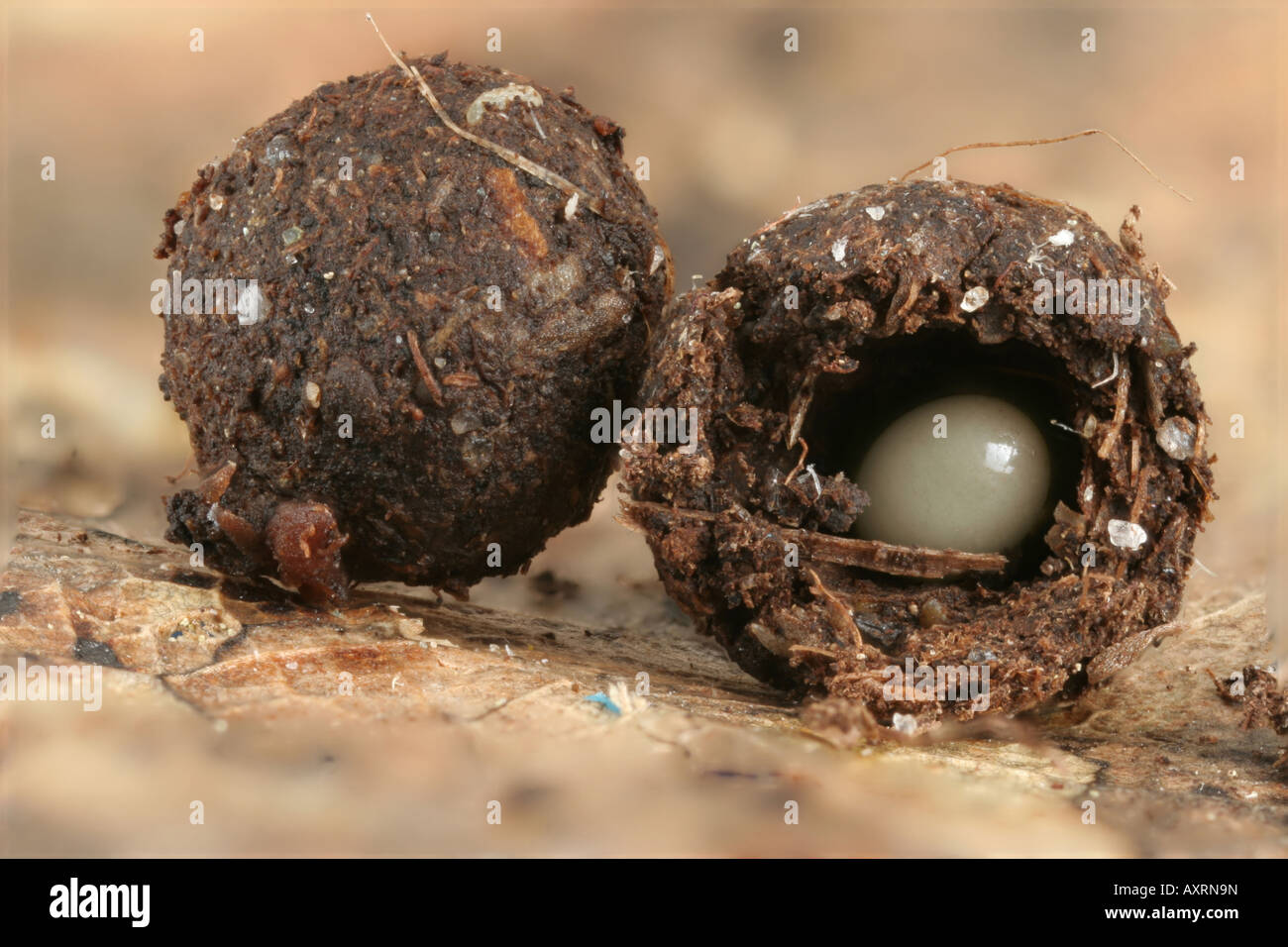 Millipede eggs hi-res stock photography and images - Alamy
