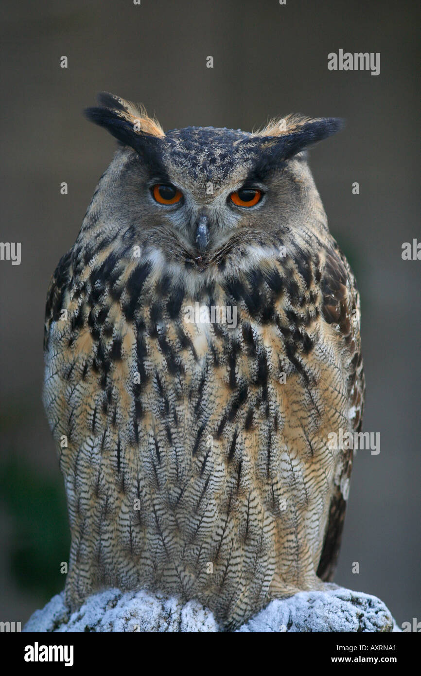 Eagle Owl - Bubo Bubo Stock Photo - Alamy