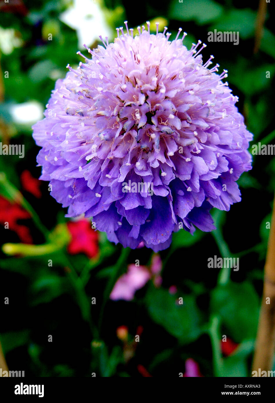 Scabiosa garden hi-res stock photography and images - Alamy