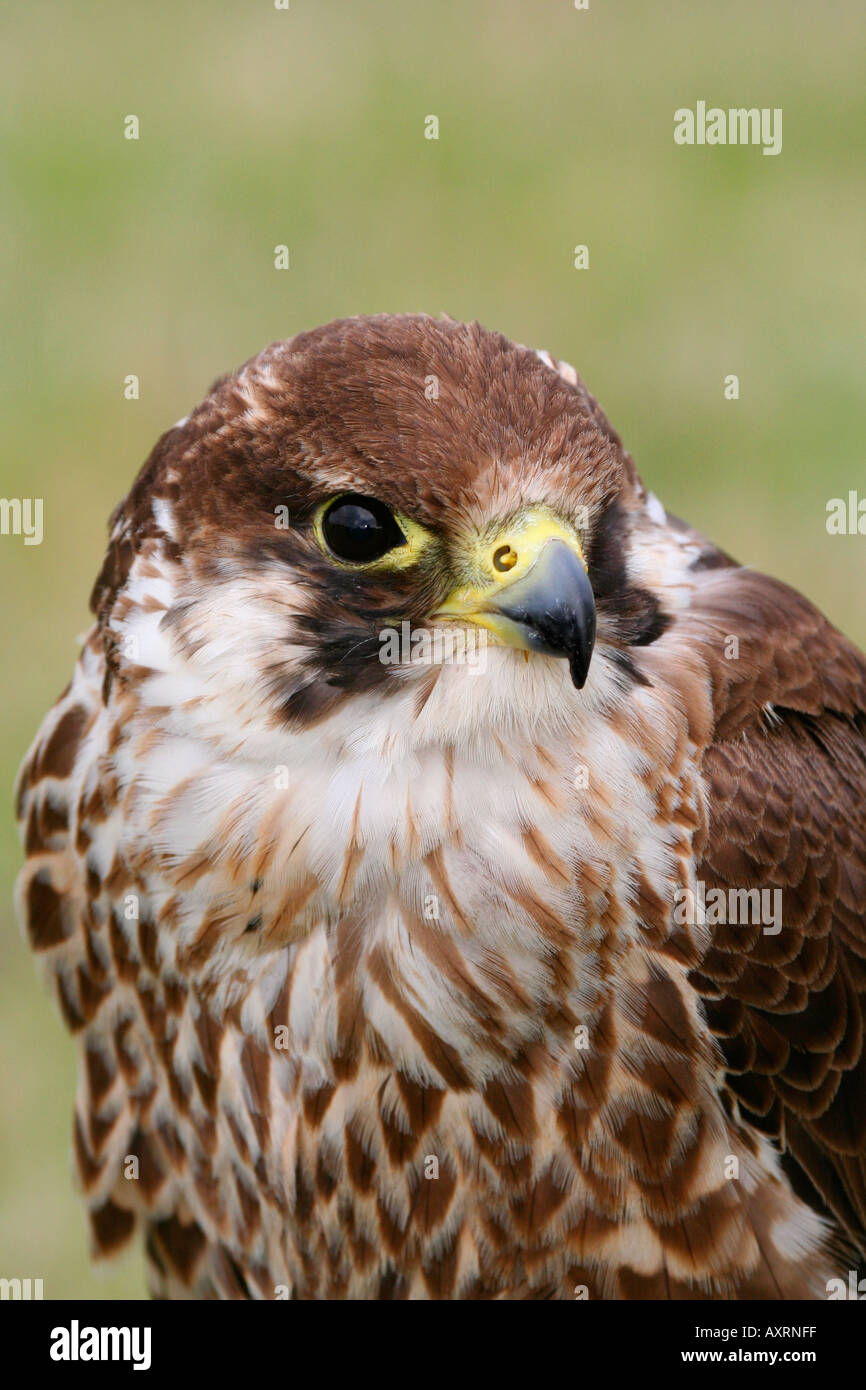 Peregrine falcon falco peregrinus head shot hi-res stock photography ...