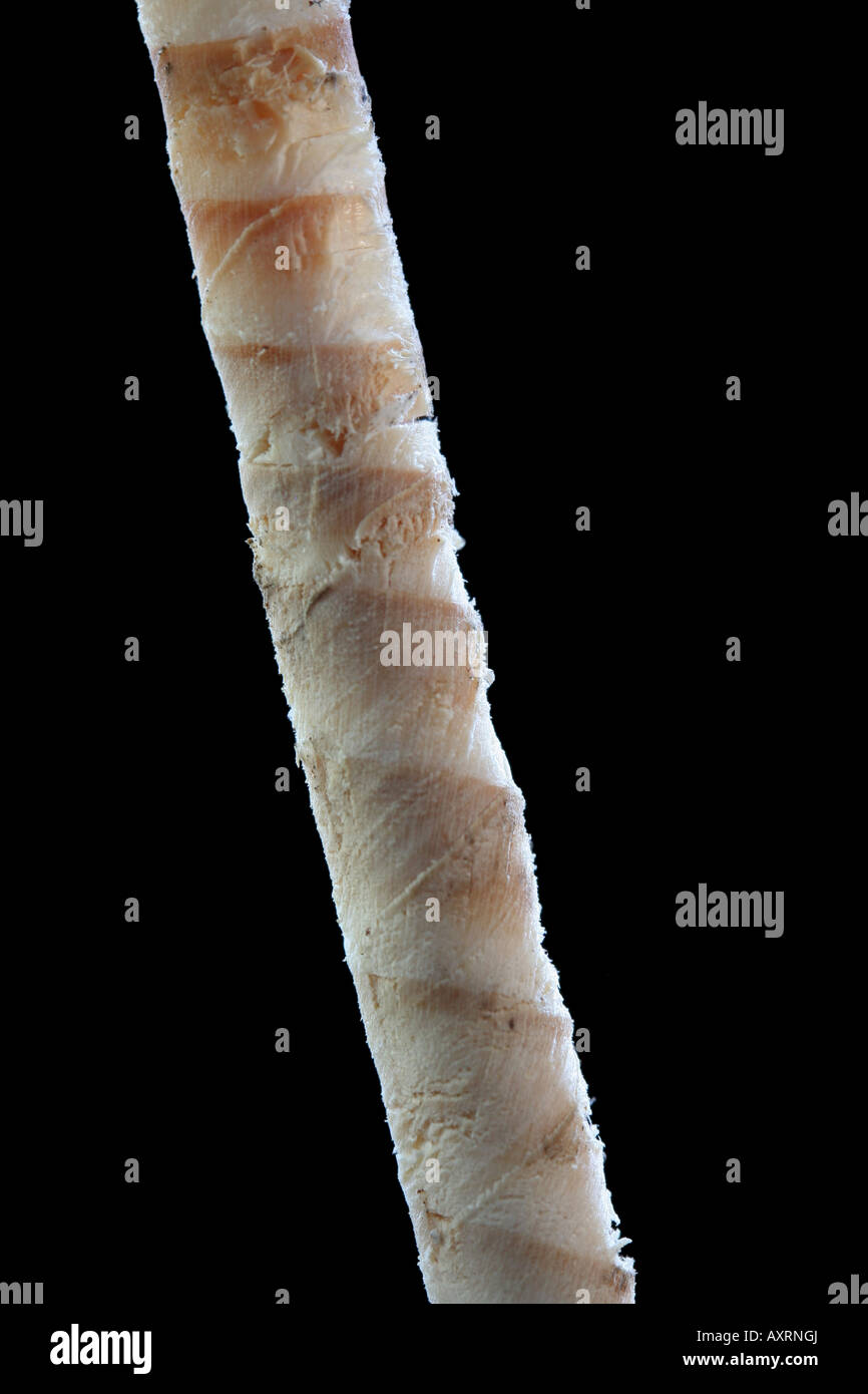 Tree core sample hi-res stock photography and images - Alamy