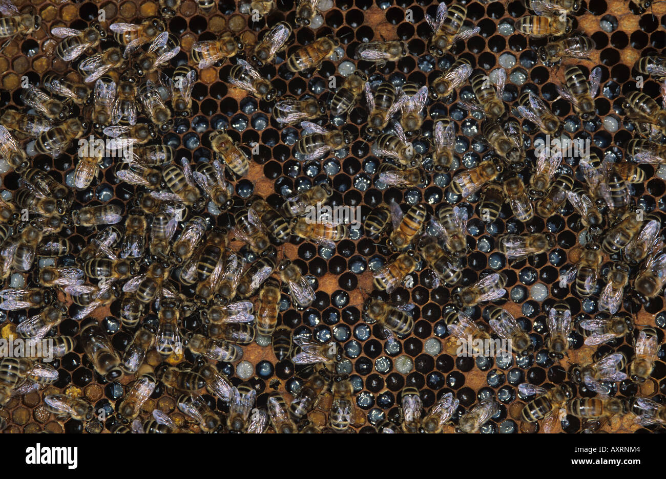Worker honey bees Apis mellifera with some drones on hive brood cells ...