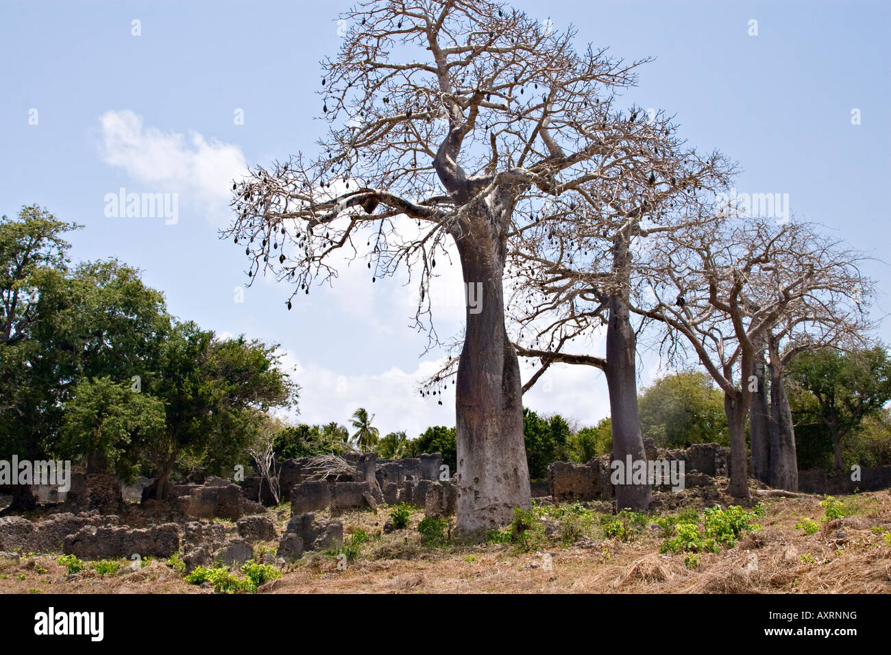 Songo Mnara Ruins, Tanzania, Africa, UNESCO site Stock Photo - Alamy