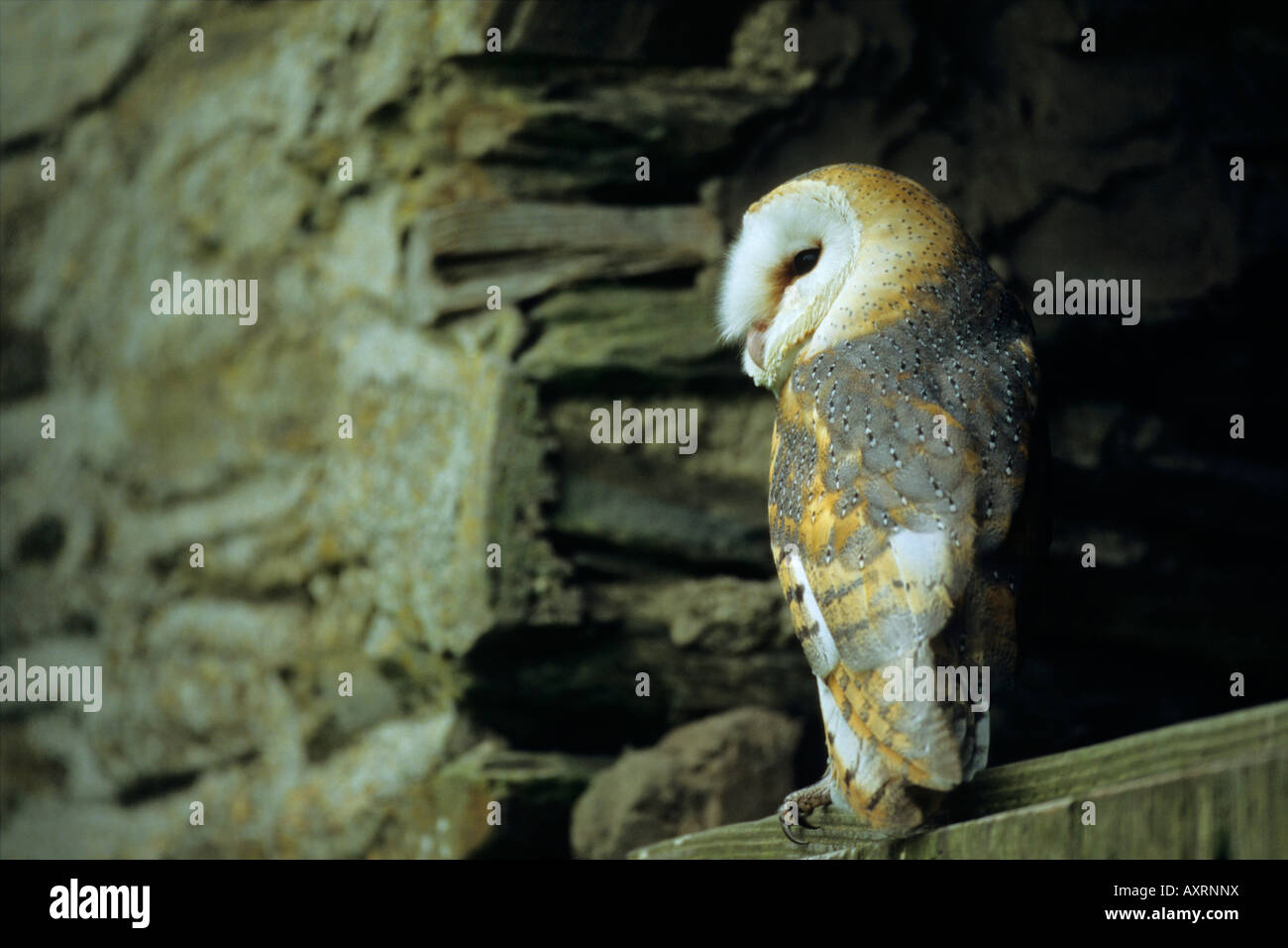 Barn Owl Tyto alba sitting on the wall of an old stone building and ...