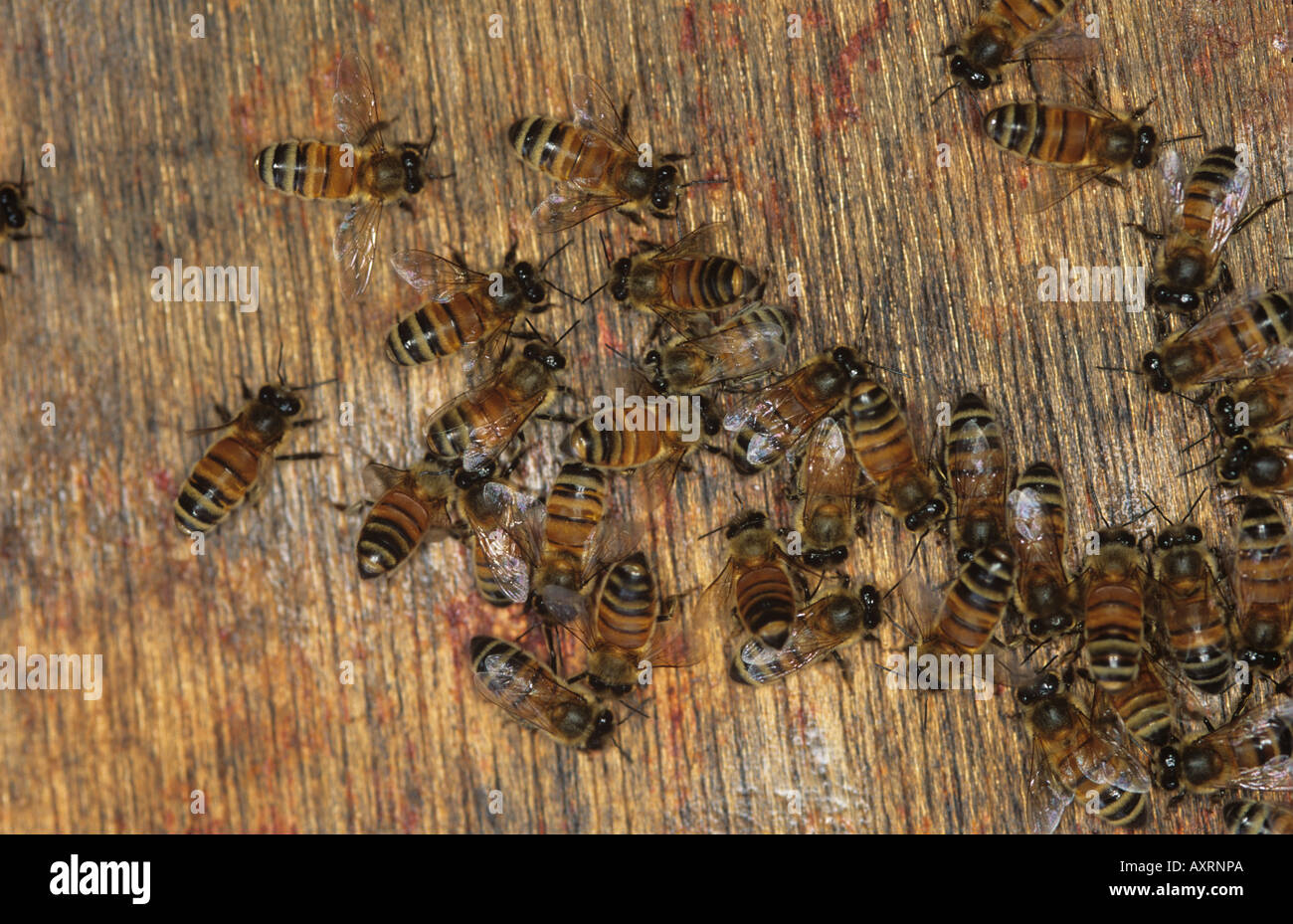 Worker honey bees Apis mellifera indicating direction of forage plants ...