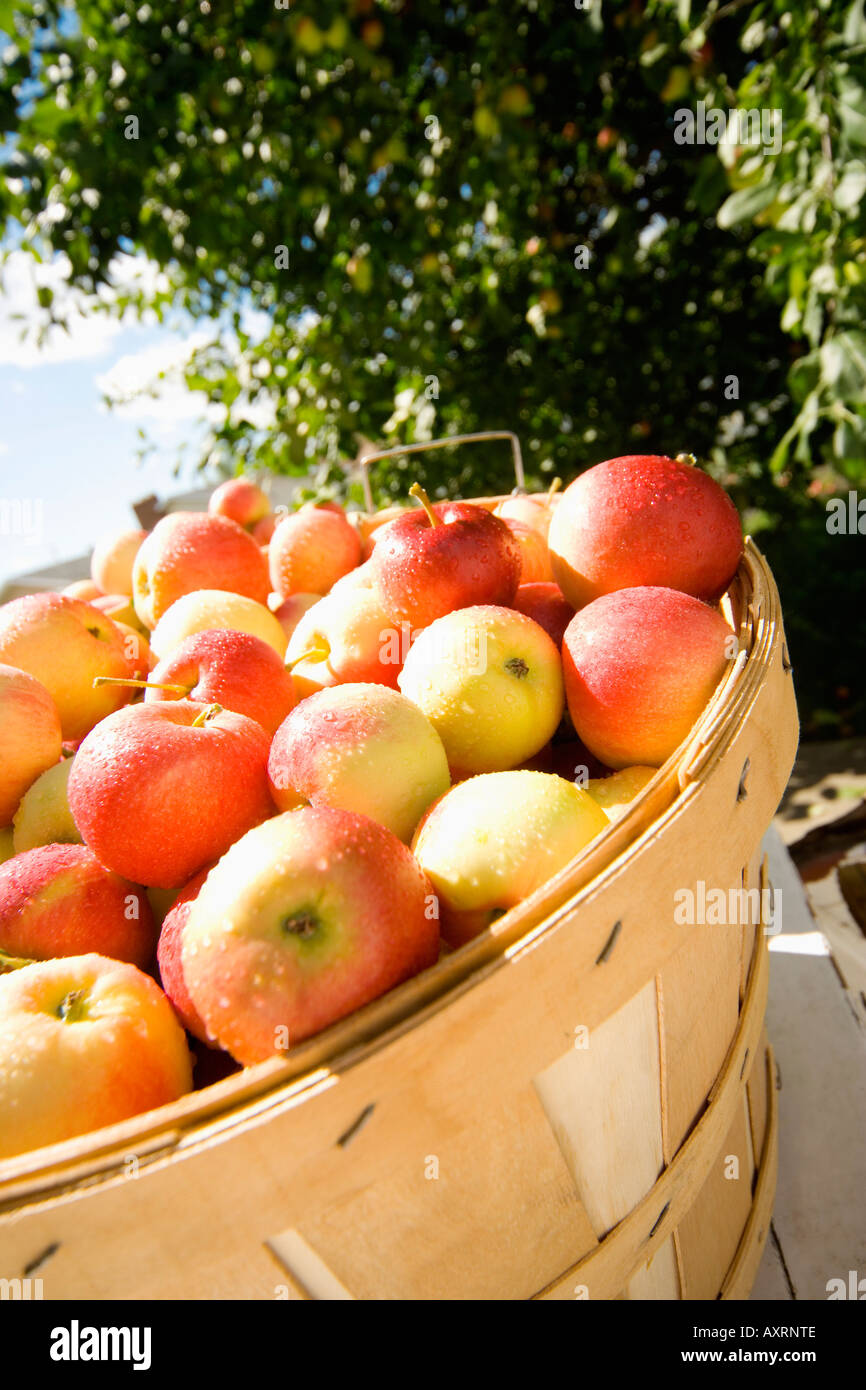 Bushel of apples Stock Photo - Alamy