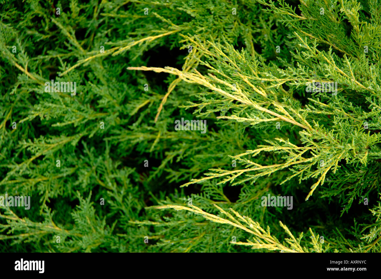 Juniper bushes junipers hi-res stock photography and images - Alamy