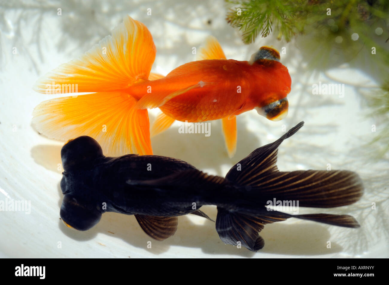 Goldfish Tail High Resolution Stock Photography and Images - Alamy