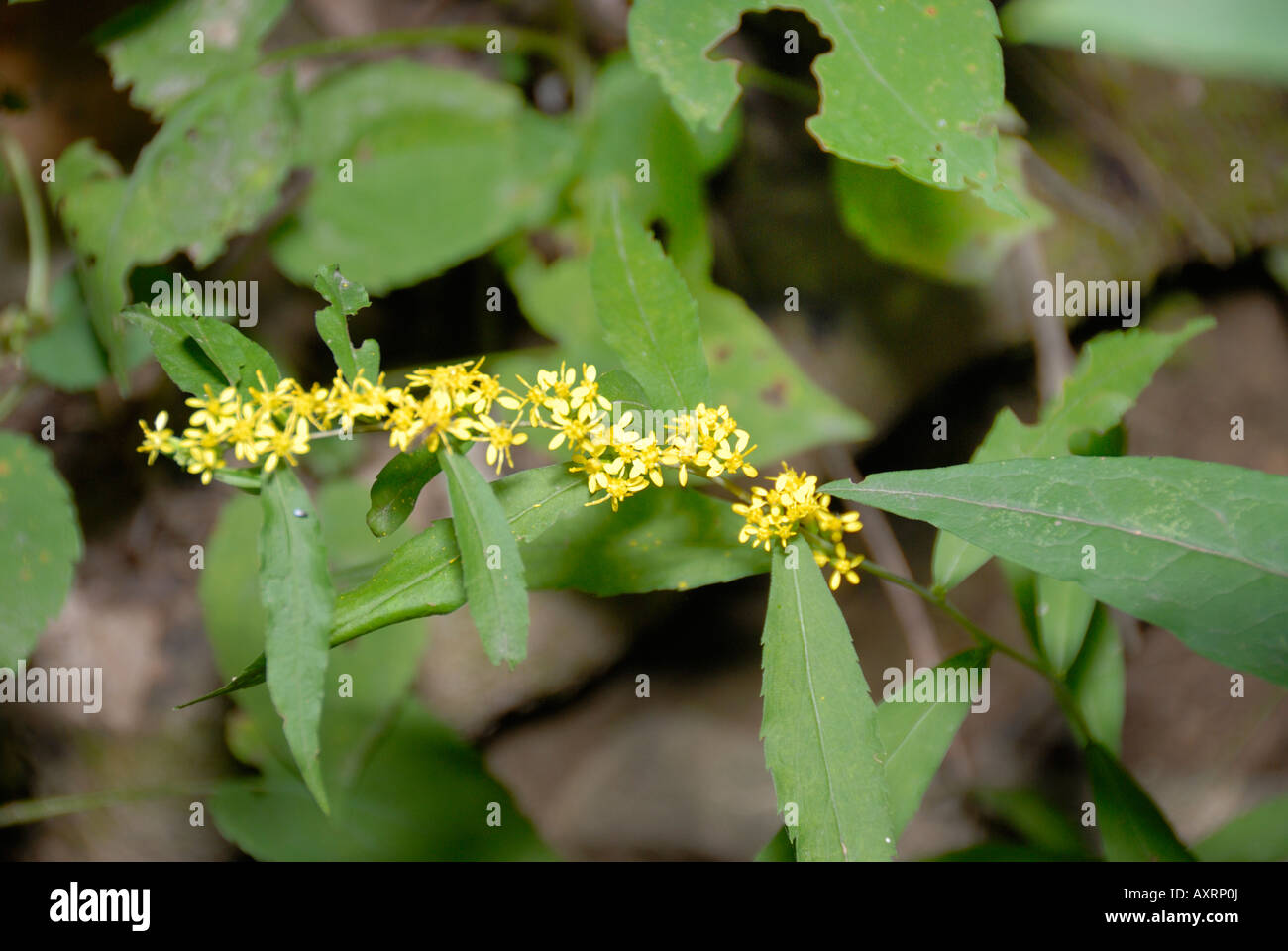 Yellow Wild Flower Stock Photo - Alamy