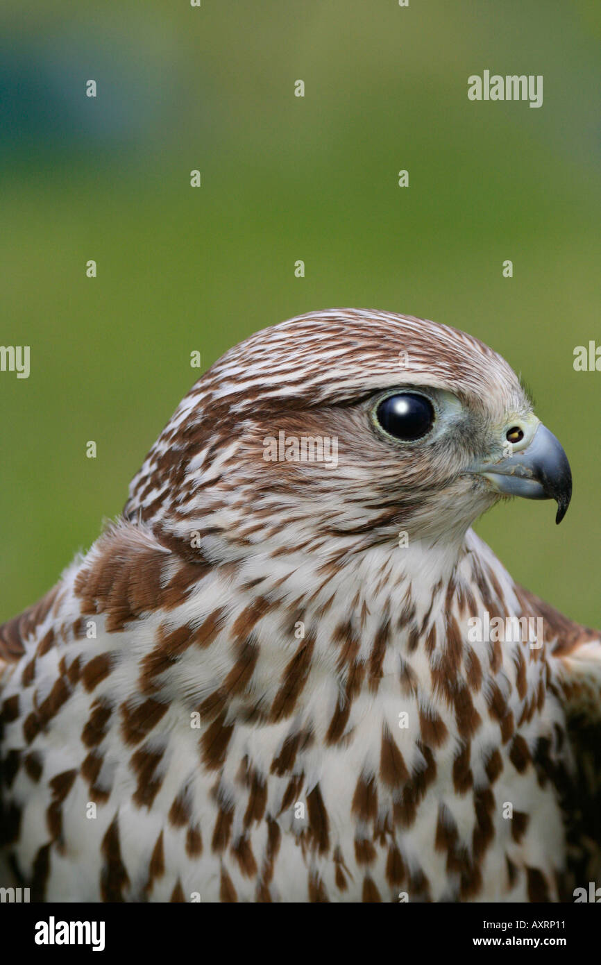 Altai falcon hi-res stock photography and images - Alamy