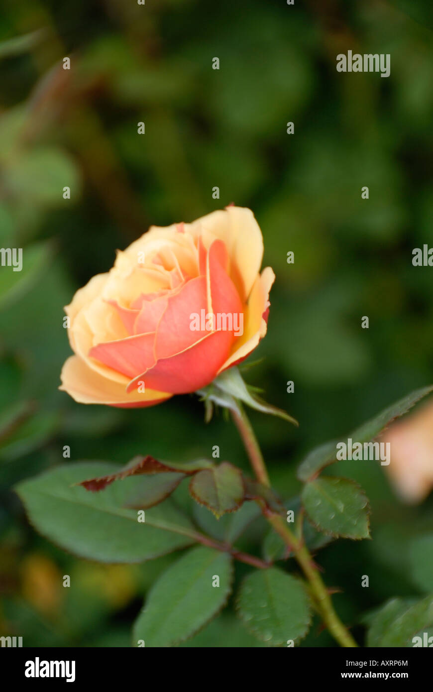 About Face Rose Stock Photo - Alamy