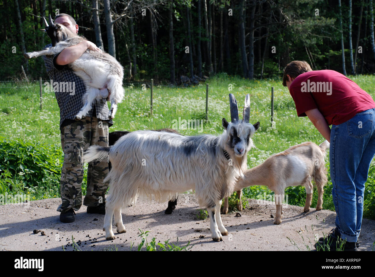 Two goat loving people Stock Photo - Alamy