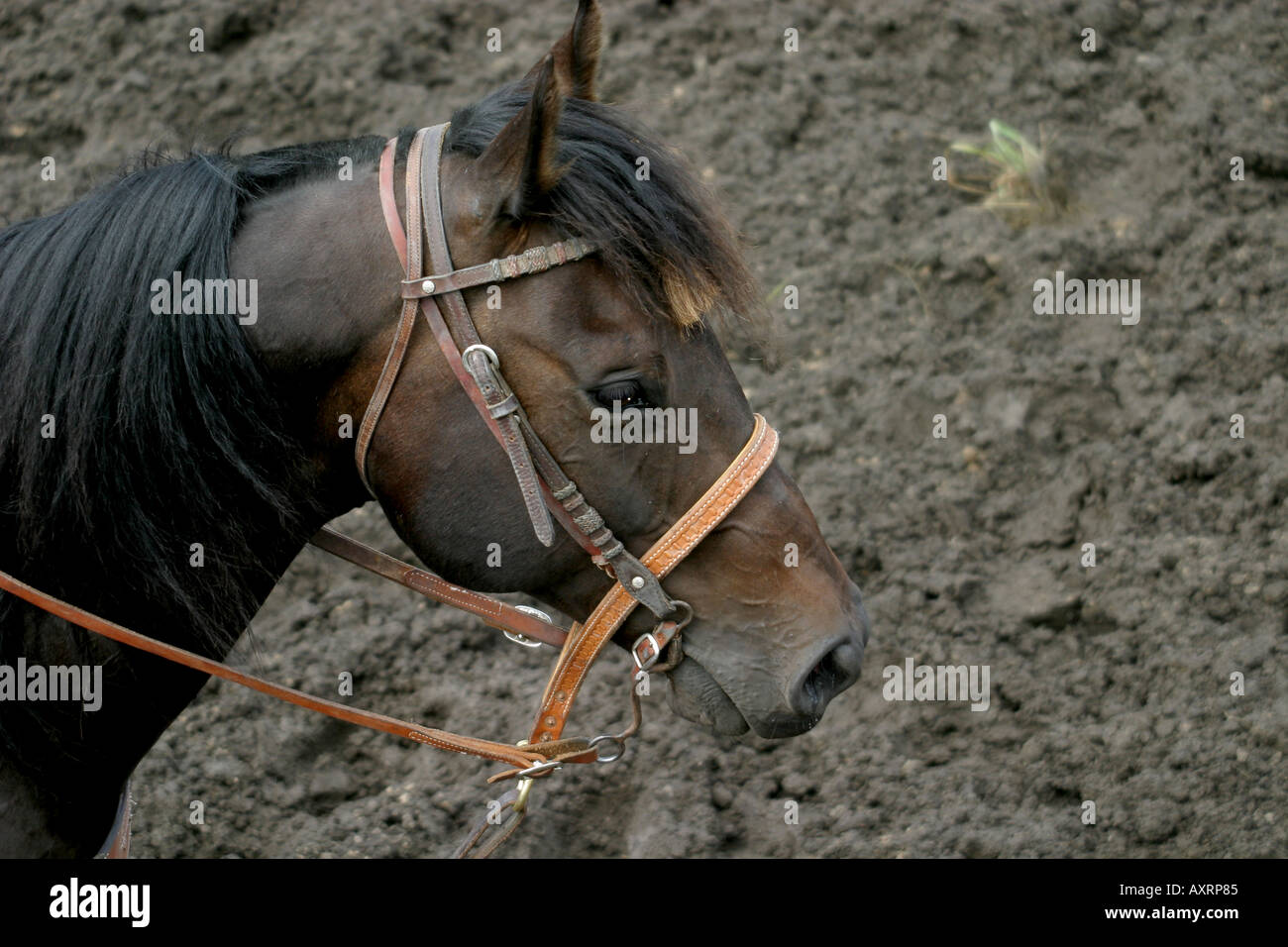 HORSES of the rodeo Stock Photo - Alamy