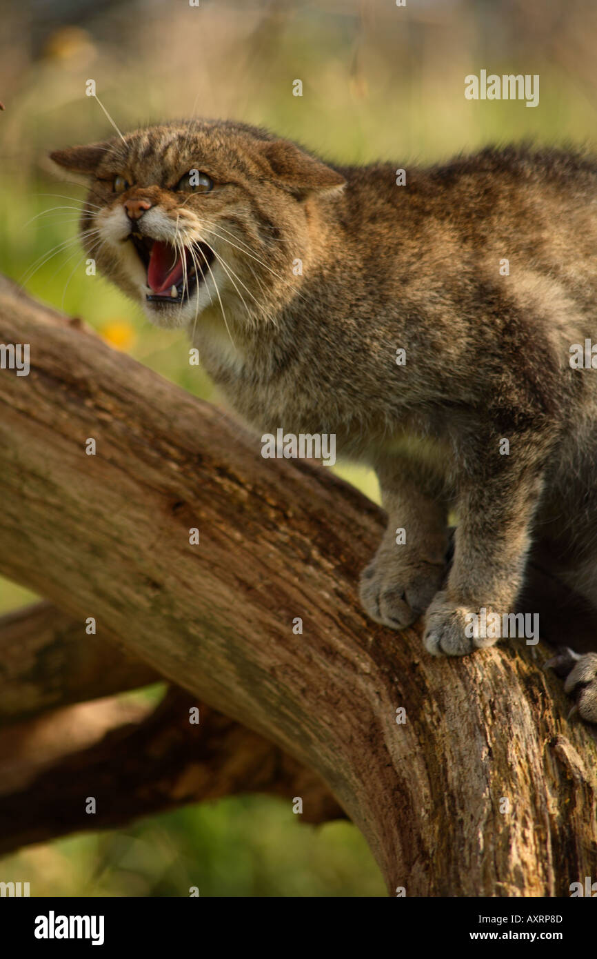 Scottish Wildcat snarling Stock Photo - Alamy