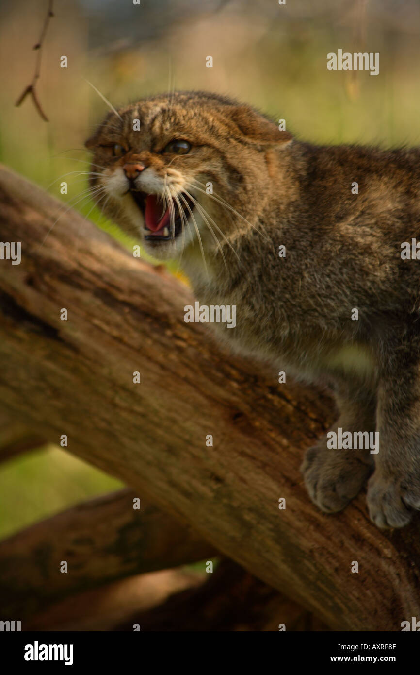 Scottish Wildcat snarling Stock Photo - Alamy