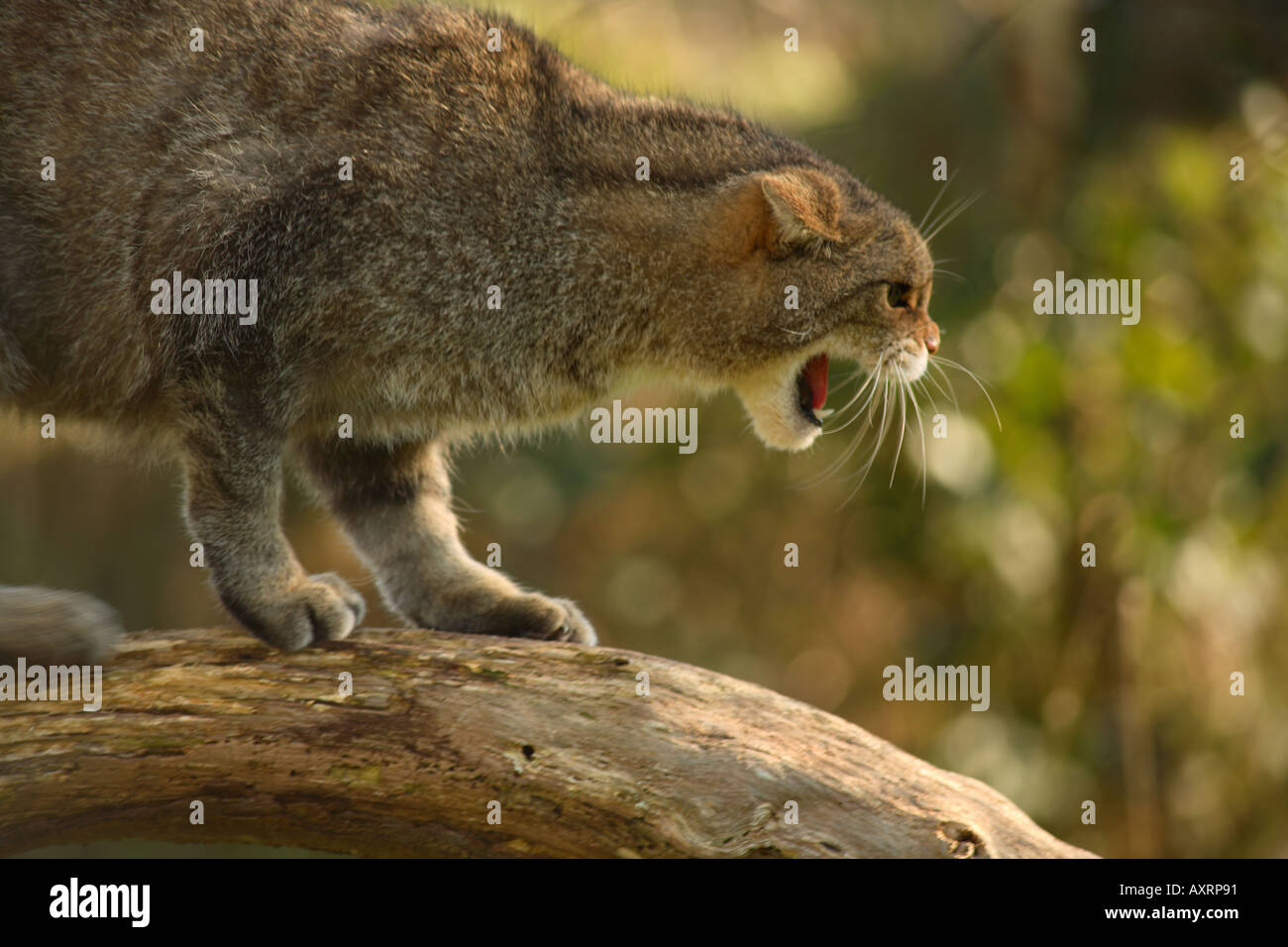 Scottish Wildcat snarling Stock Photo - Alamy