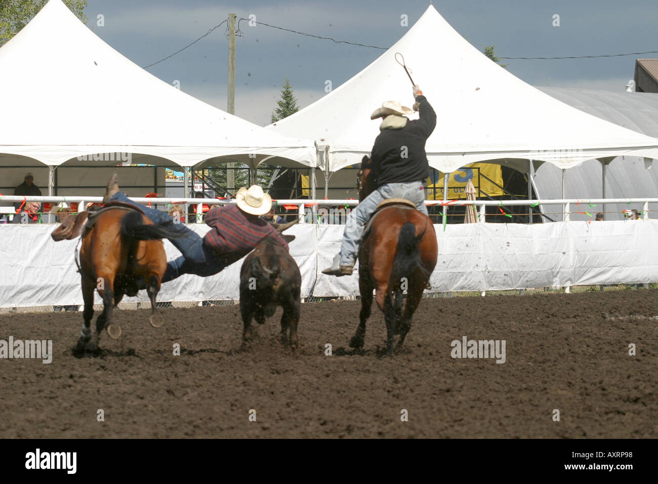Rodeo, Alberta, Canada, Steer Wrestling Stock Photo - Alamy
