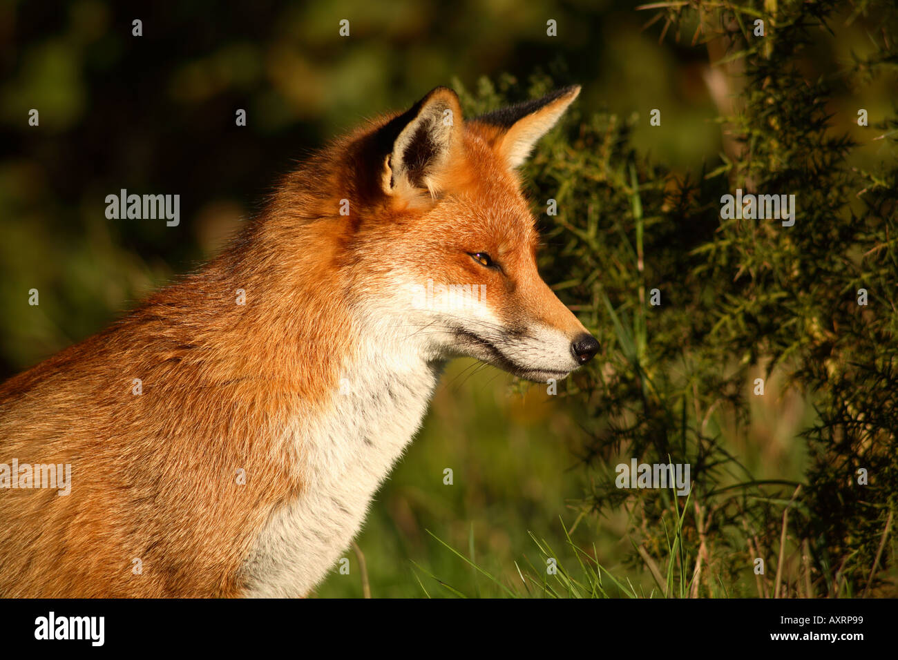 Red fox, Vulpes vulpes, head and shoulders horizontal portrait Stock ...