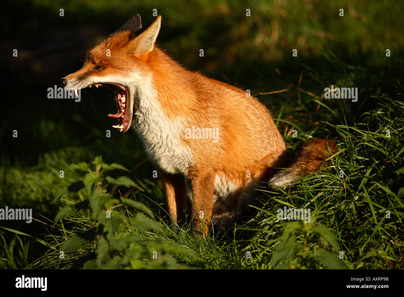 Red fox yawning, Vulpes vulpes Stock Photo - Alamy