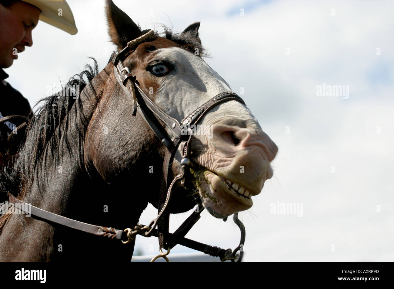 HORSES of the rodeo Stock Photo - Alamy