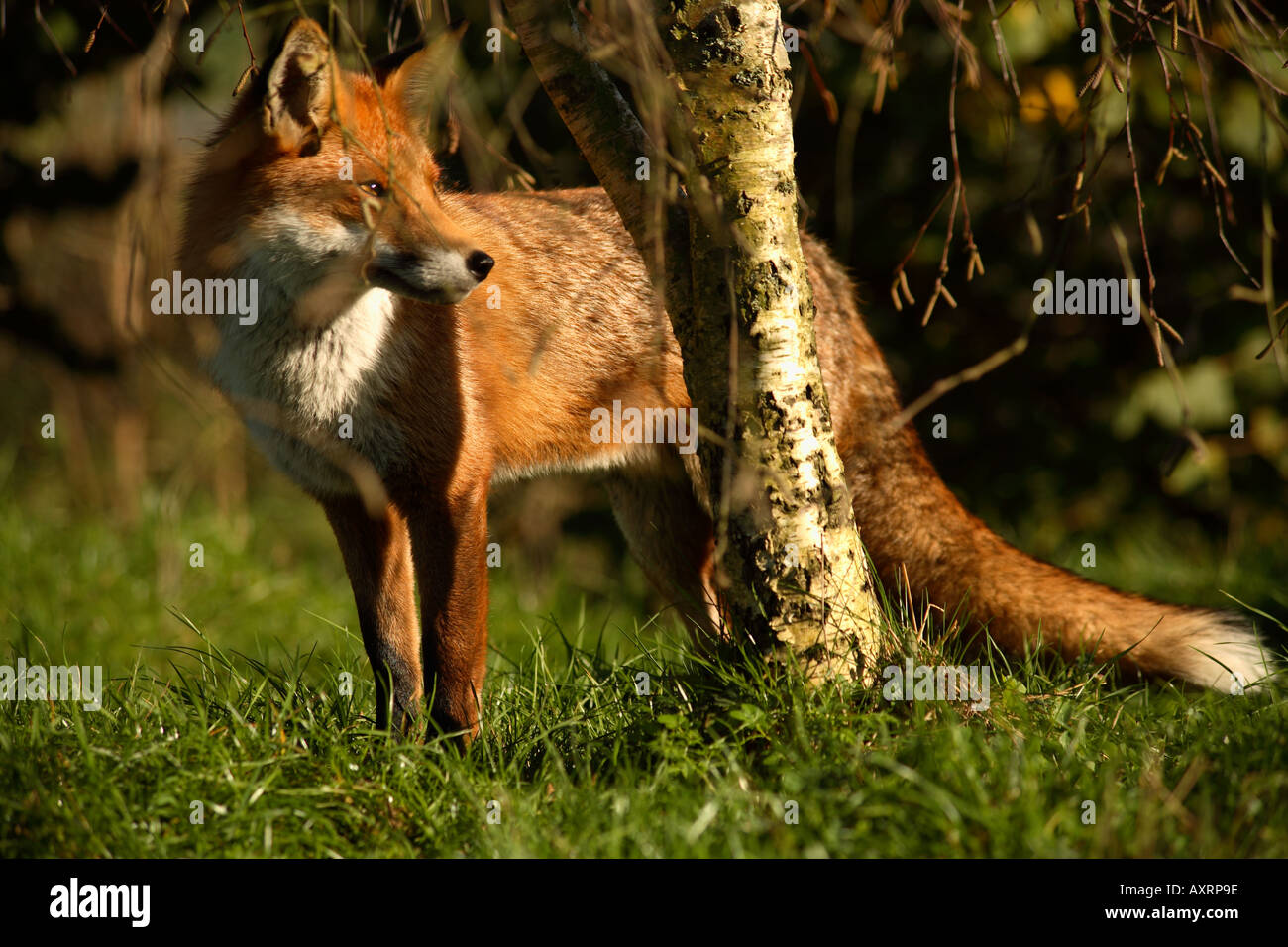 Red fox standing looking from behind a tree Stock Photo - Alamy