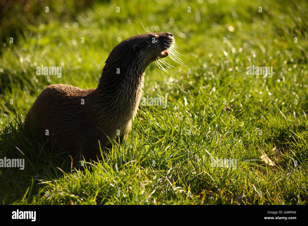 Otter uk back hi-res stock photography and images - Alamy