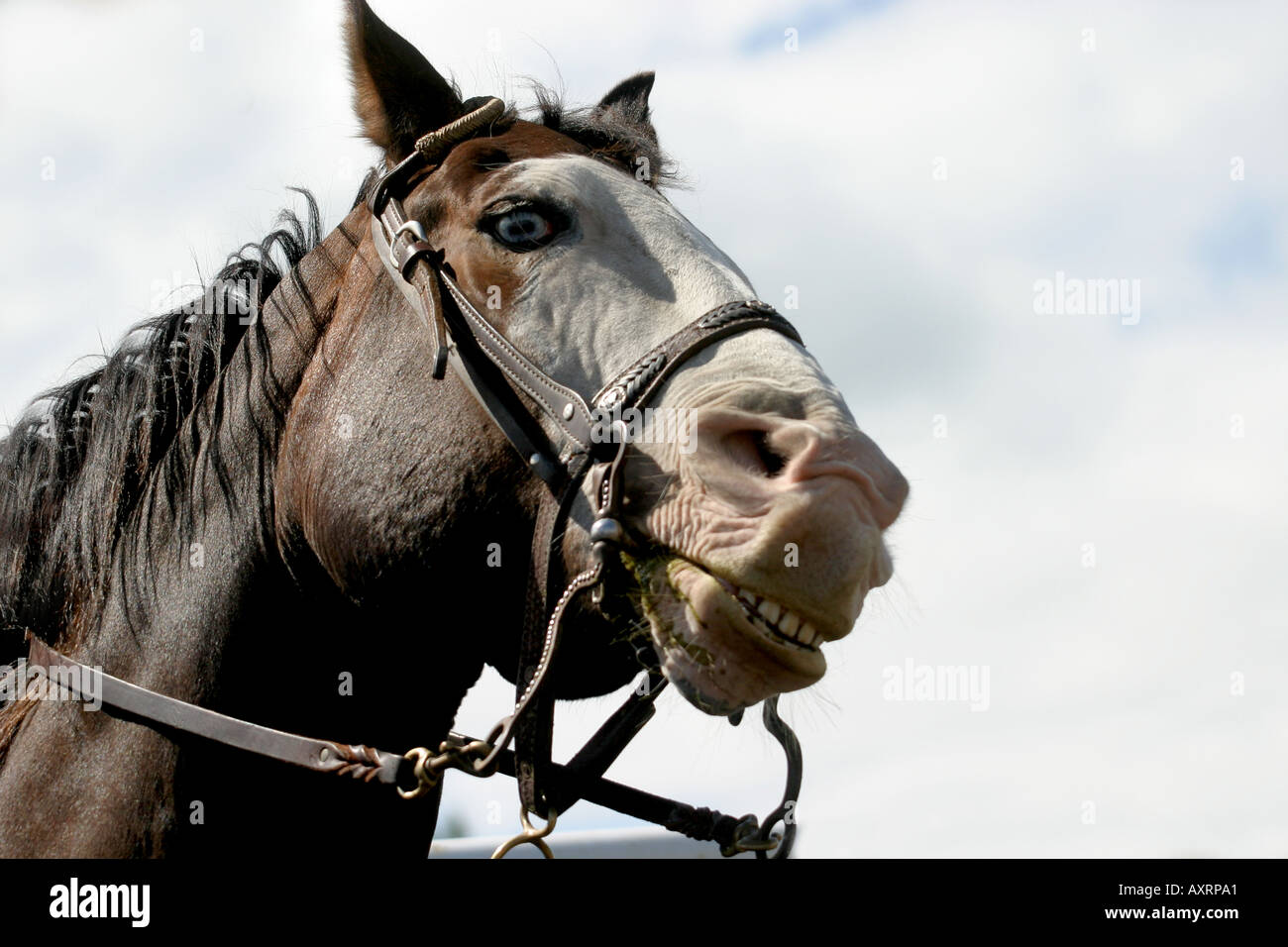 Lips mouth muzzle jowl jaw face rodeo horses hi-res stock photography ...
