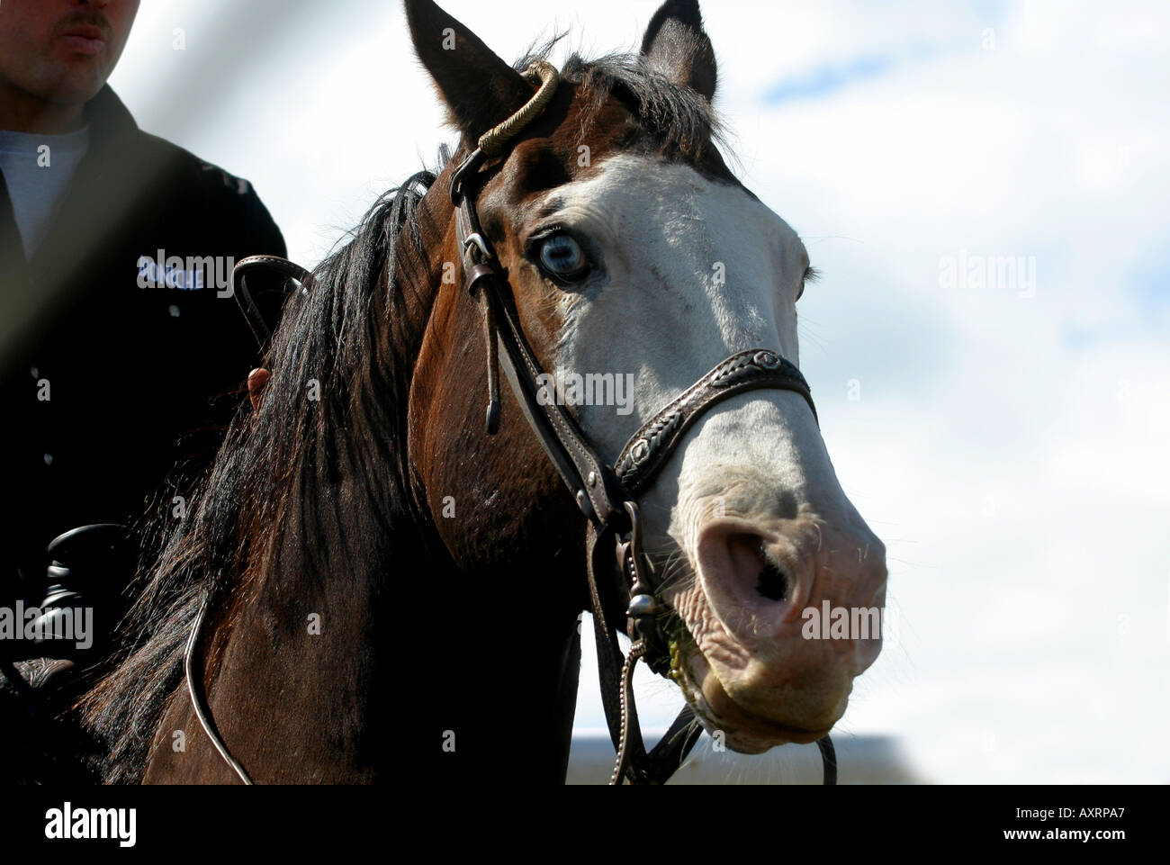 HORSES of the rodeo Stock Photo - Alamy