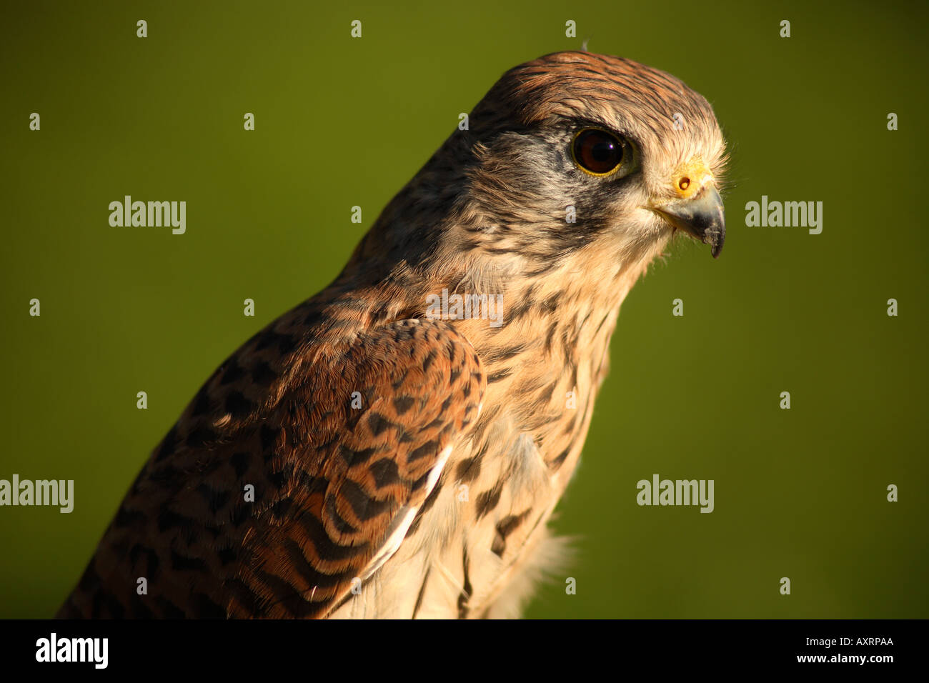 Portrait of kestrel in profile, head and shoulders, Falco tinnunculus ...