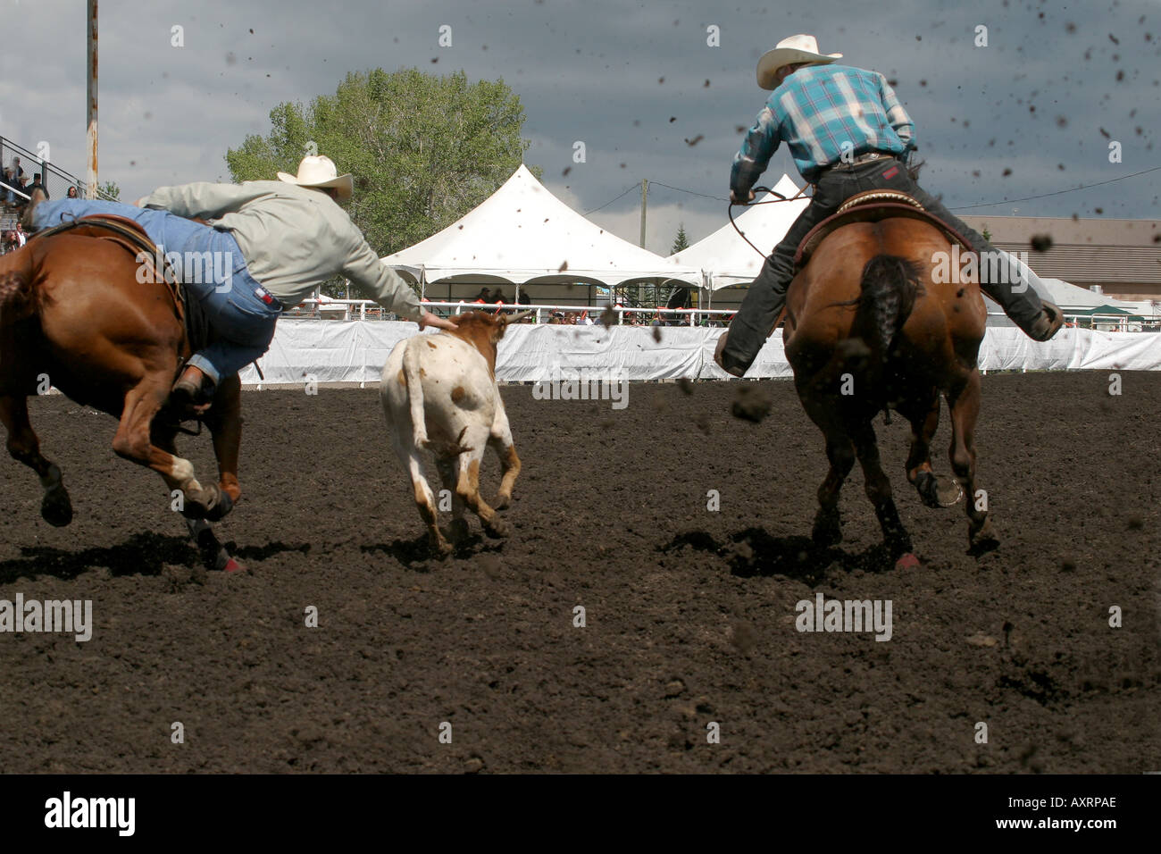 Rodeo, Alberta, Canada, Steer Wrestling Stock Photo - Alamy